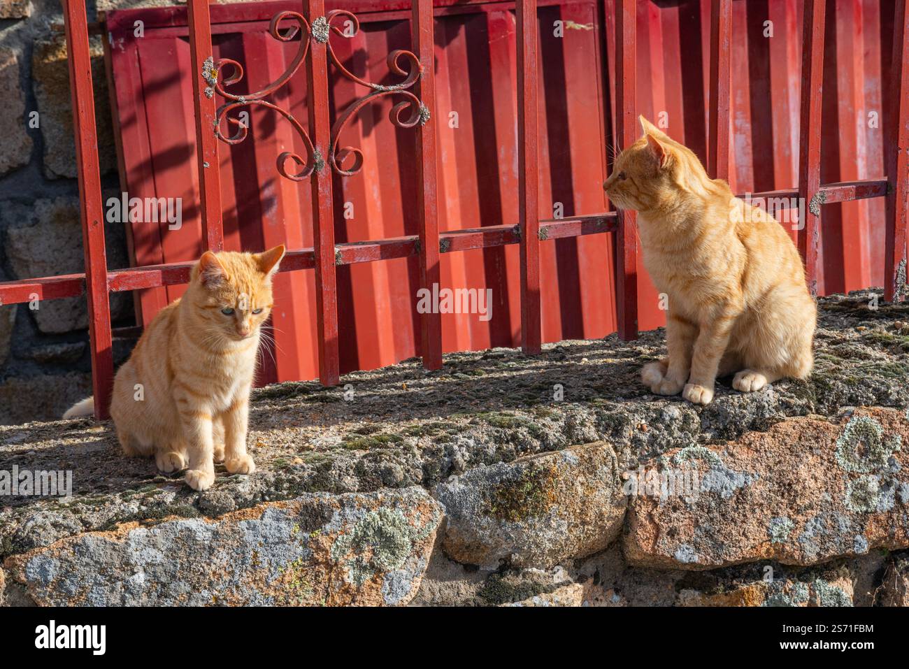 Two orange tabby cats sitting Stock Photo - Alamy