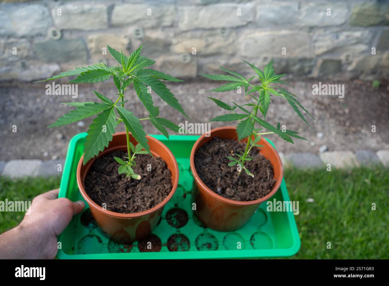 Two marijuana plants are in a green tray. The plants are small and are ...