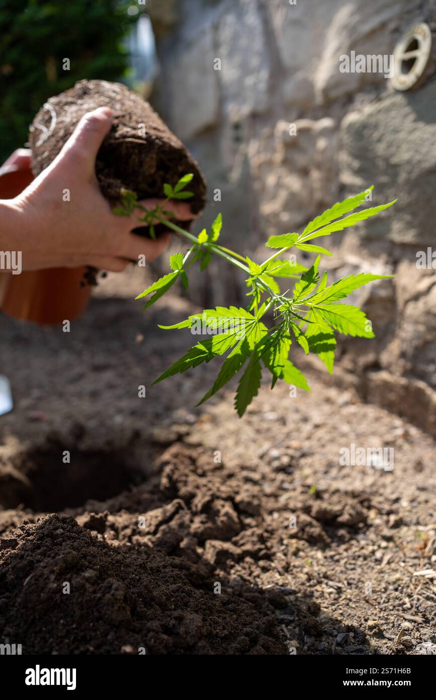 Types of stem hi-res stock photography and images - Alamy