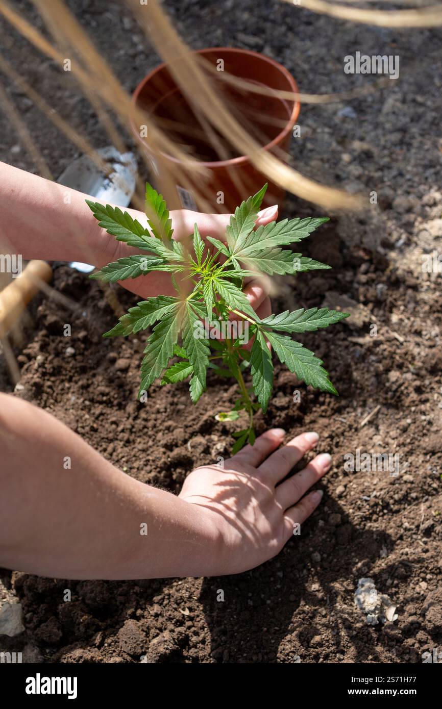 A person is planting a marijuana plant in the dirt. The plant is small ...