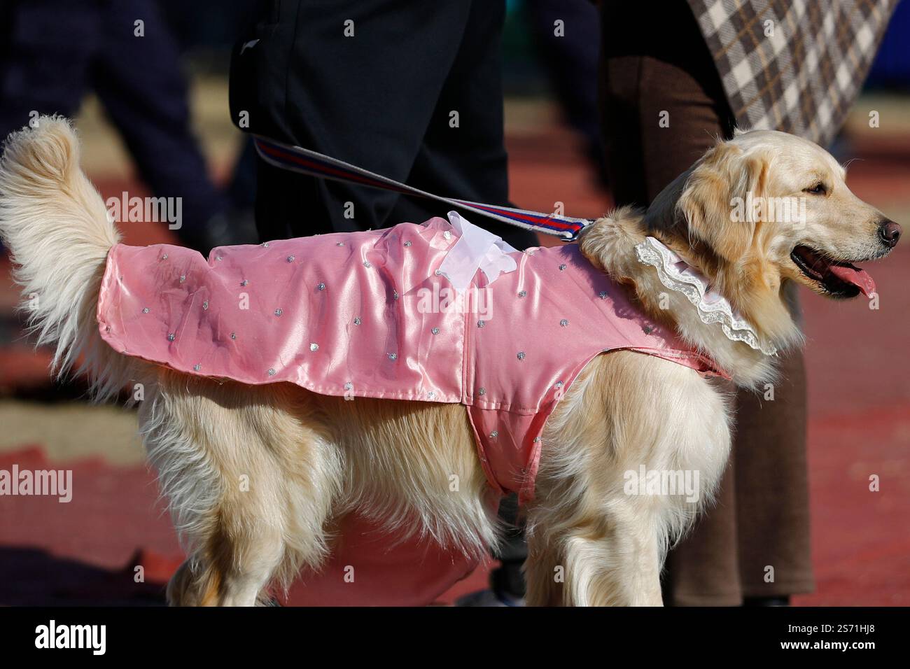 A fully dressed Labrador participates in the 3rd BAIRO Championship Dog ...