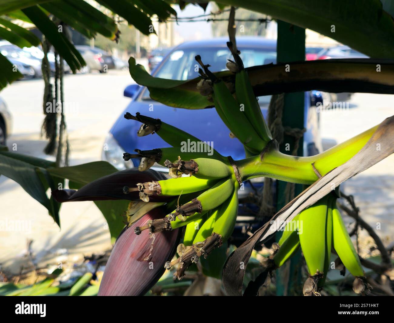 Banana tree, an elongated, edible fruit, botanically a berry, produced ...