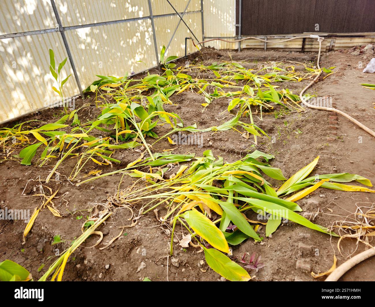 Turmeric Curcuma longa, a flowering plant in the ginger family ...