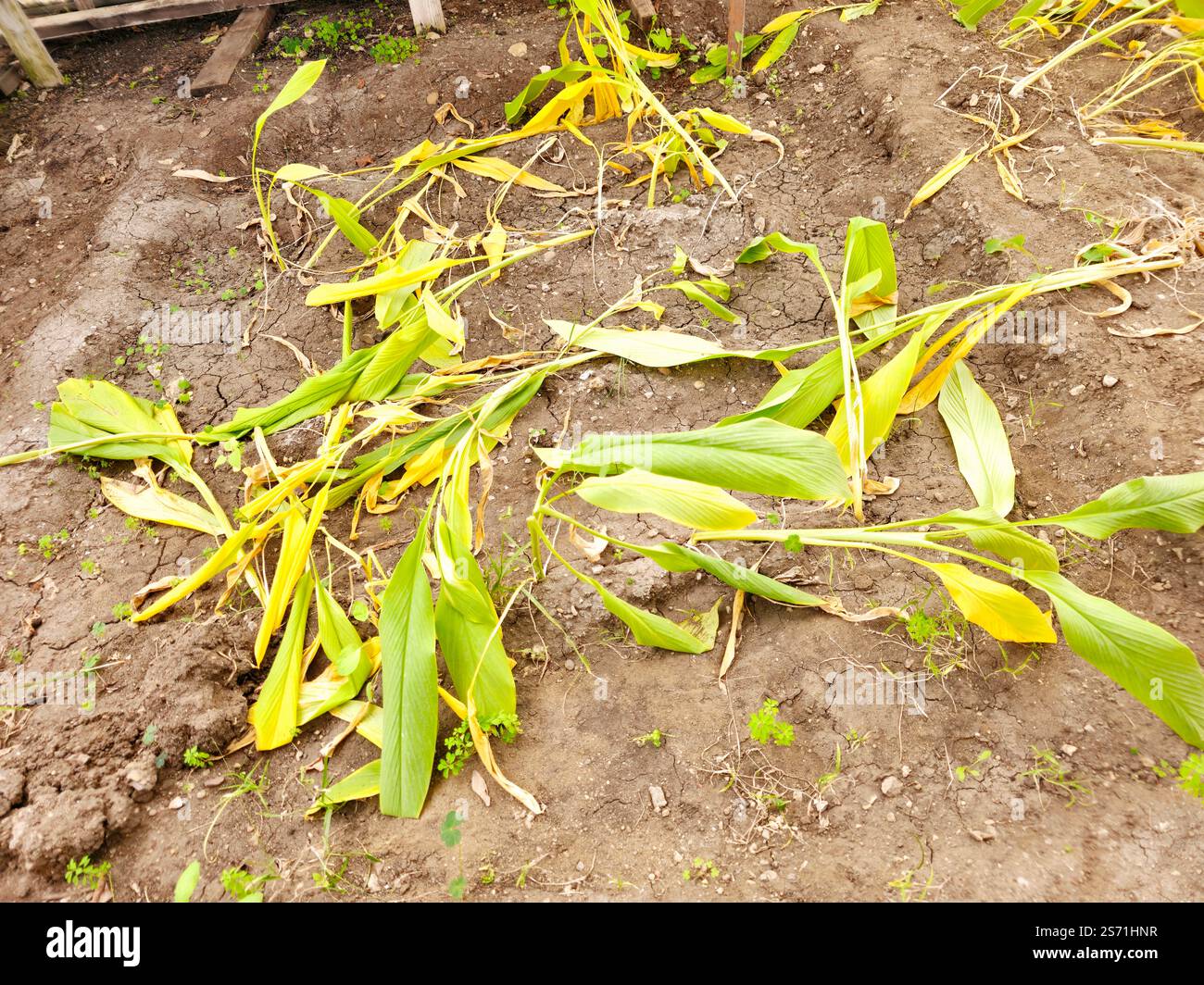 Turmeric Curcuma longa, a flowering plant in the ginger family ...