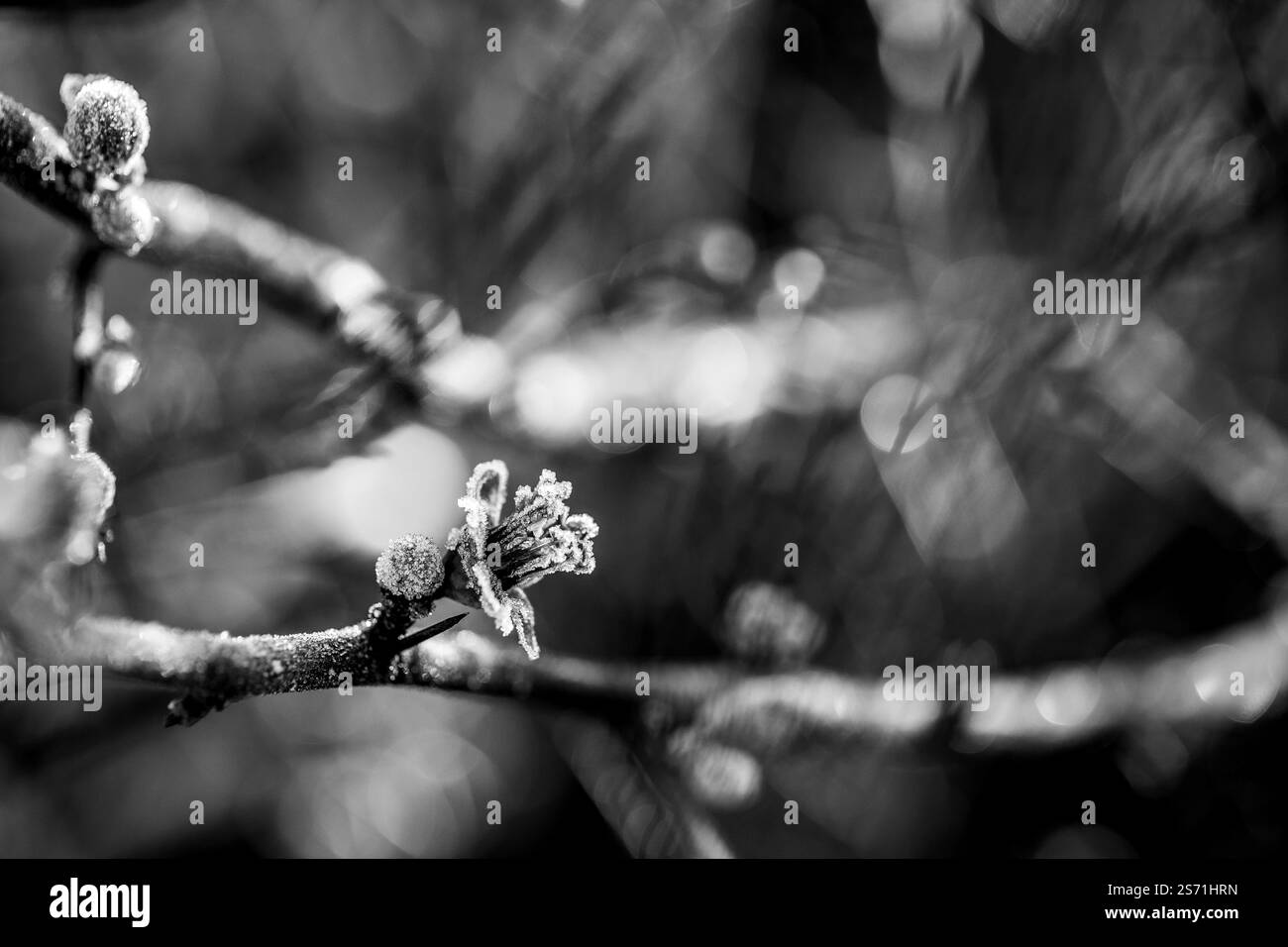 Intricate blossoms in Black and White Stock Photos & Images - Alamy