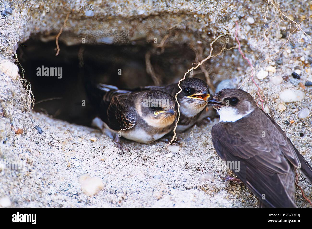 Bank swallows at nest Stock Photo - Alamy