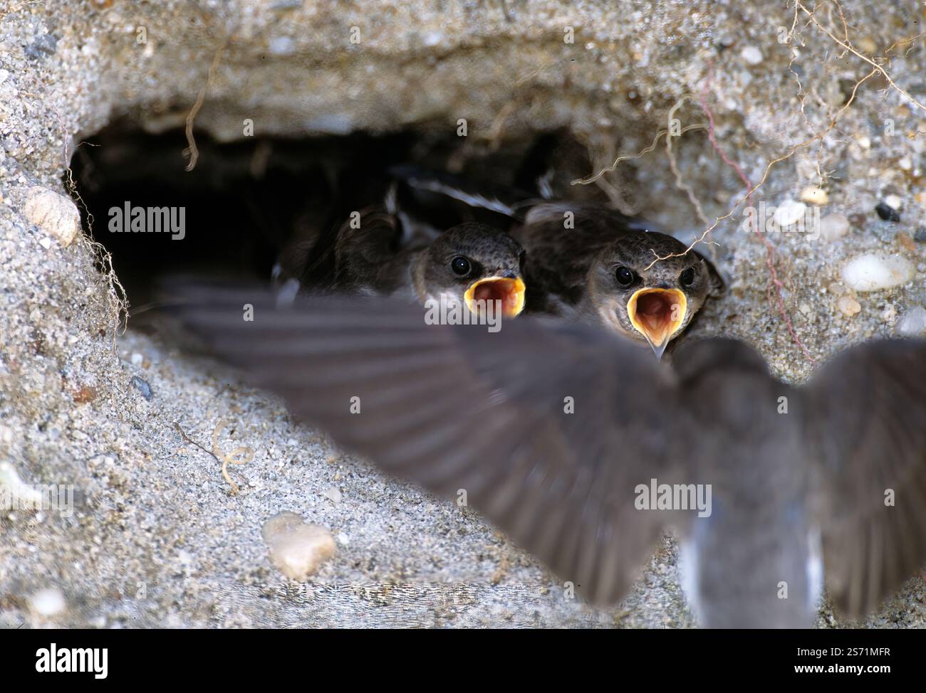 Bank swallows at nest Stock Photo - Alamy