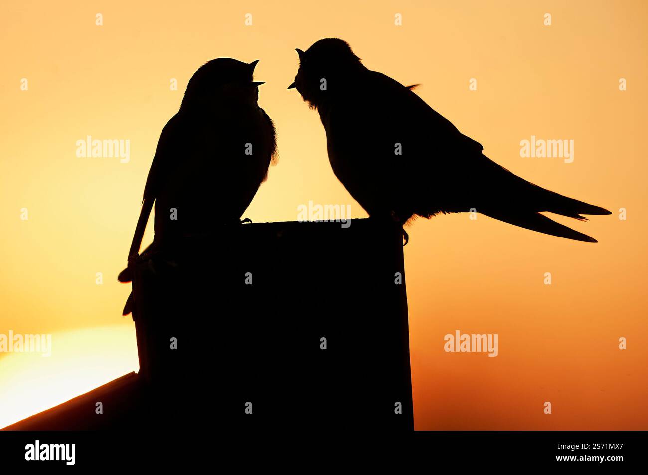 Tree swallow interaction at dawn Stock Photo - Alamy