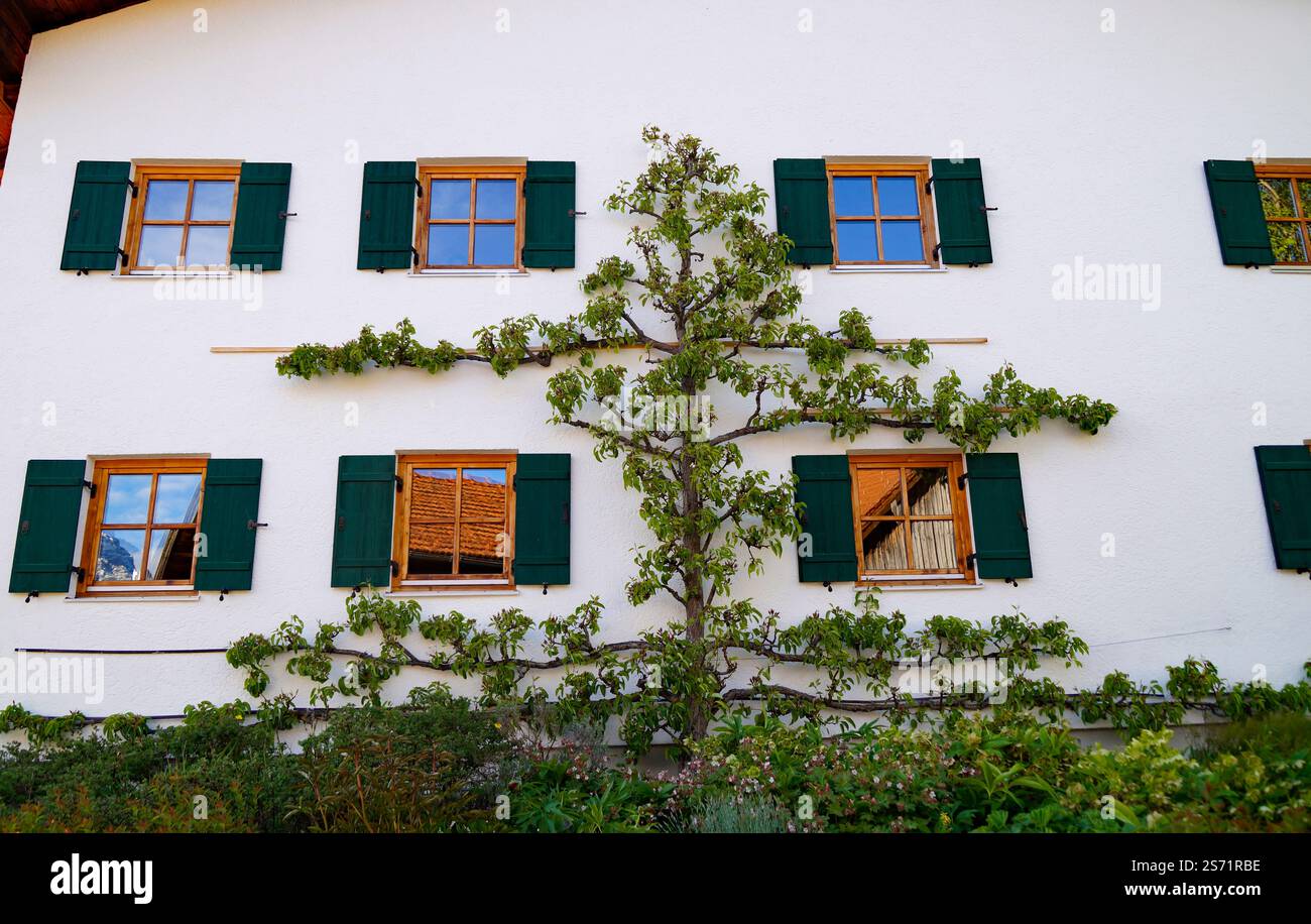 Creeping pear tree on the wall hi-res stock photography and images - Alamy