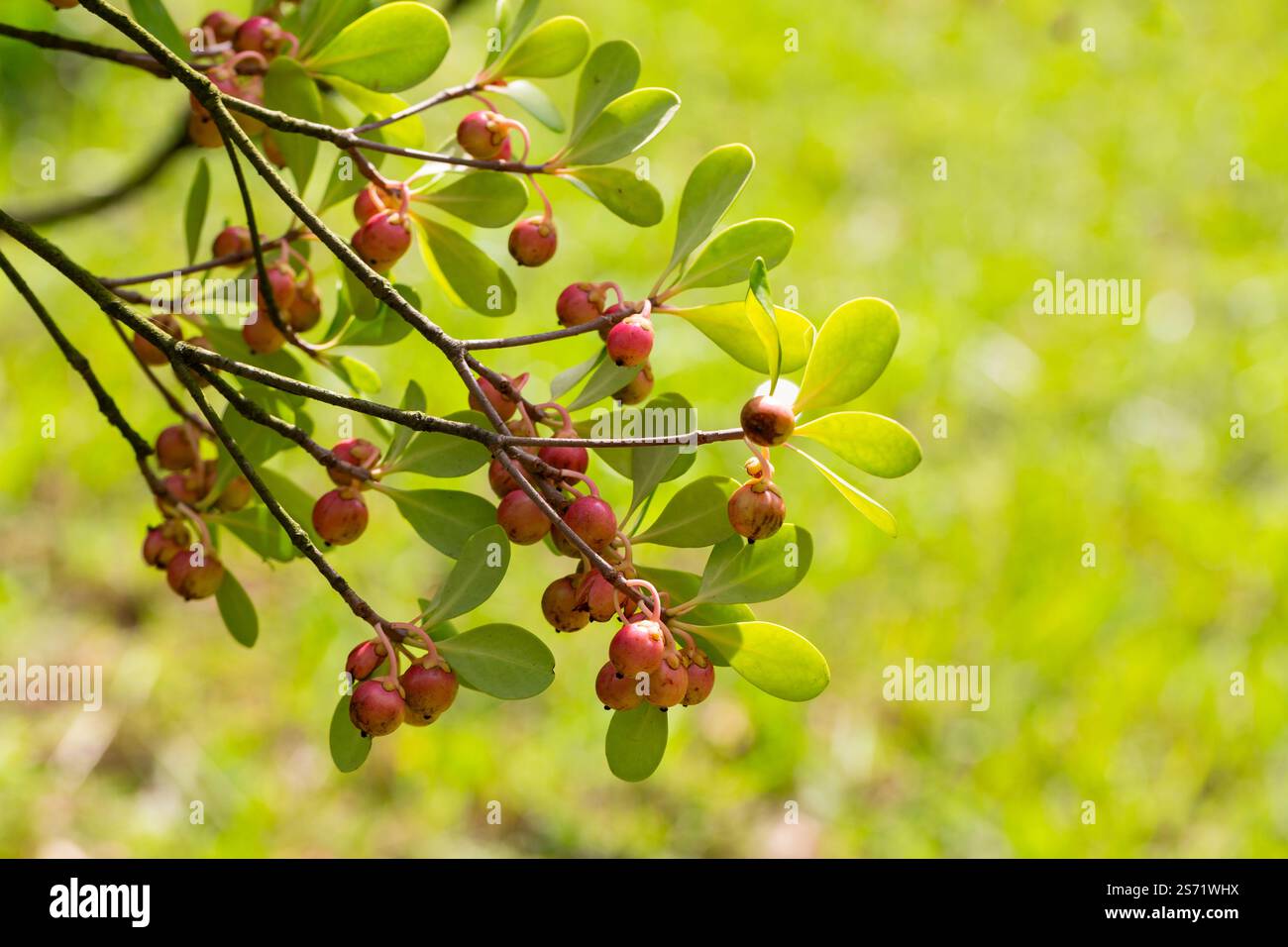Red Strawberry Guava (Psidium littorale longipes, Psidium cattleianum ...