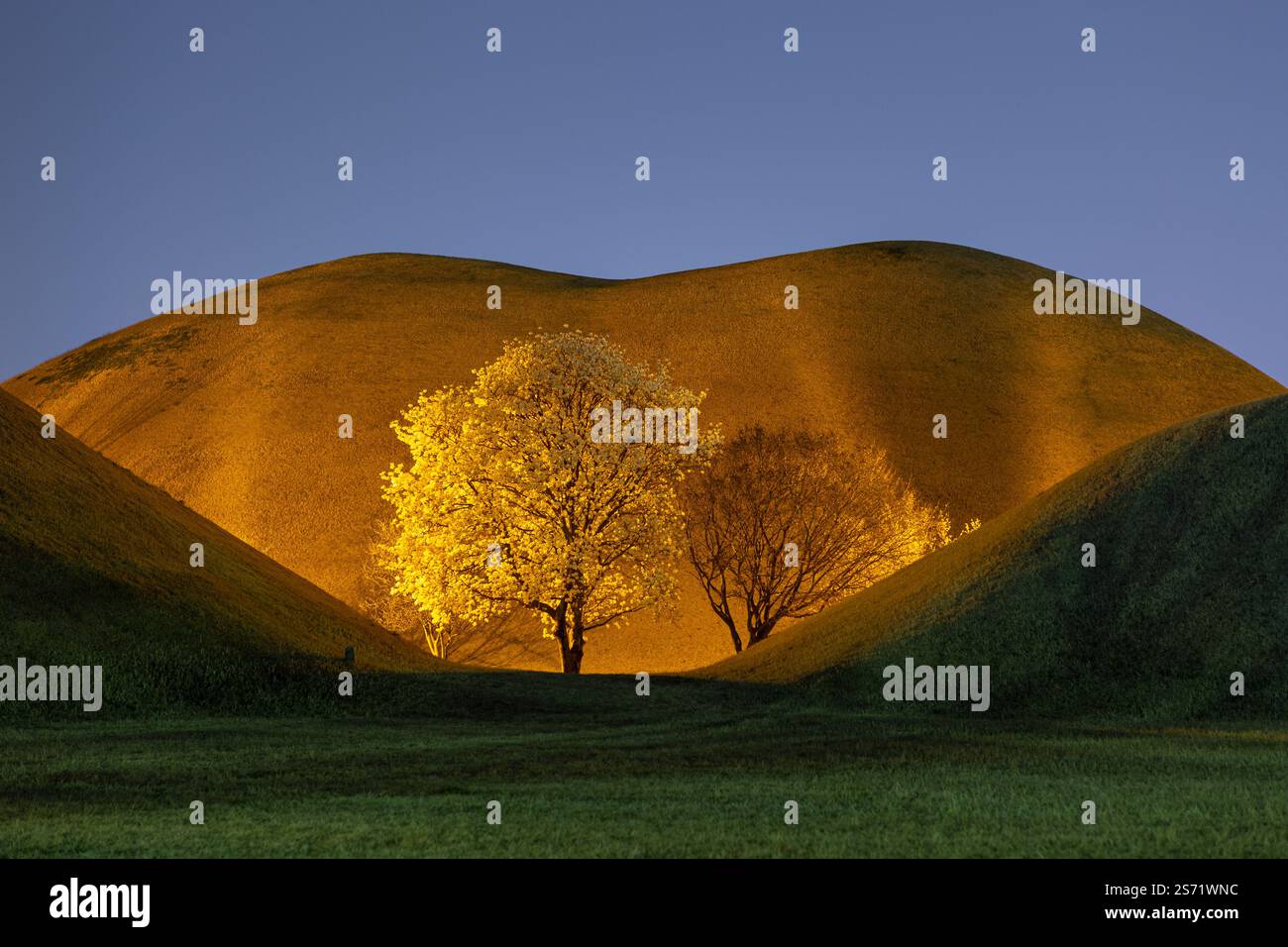 Beautiful Korean scenery with magnolia trees blooming among royal tombs ...