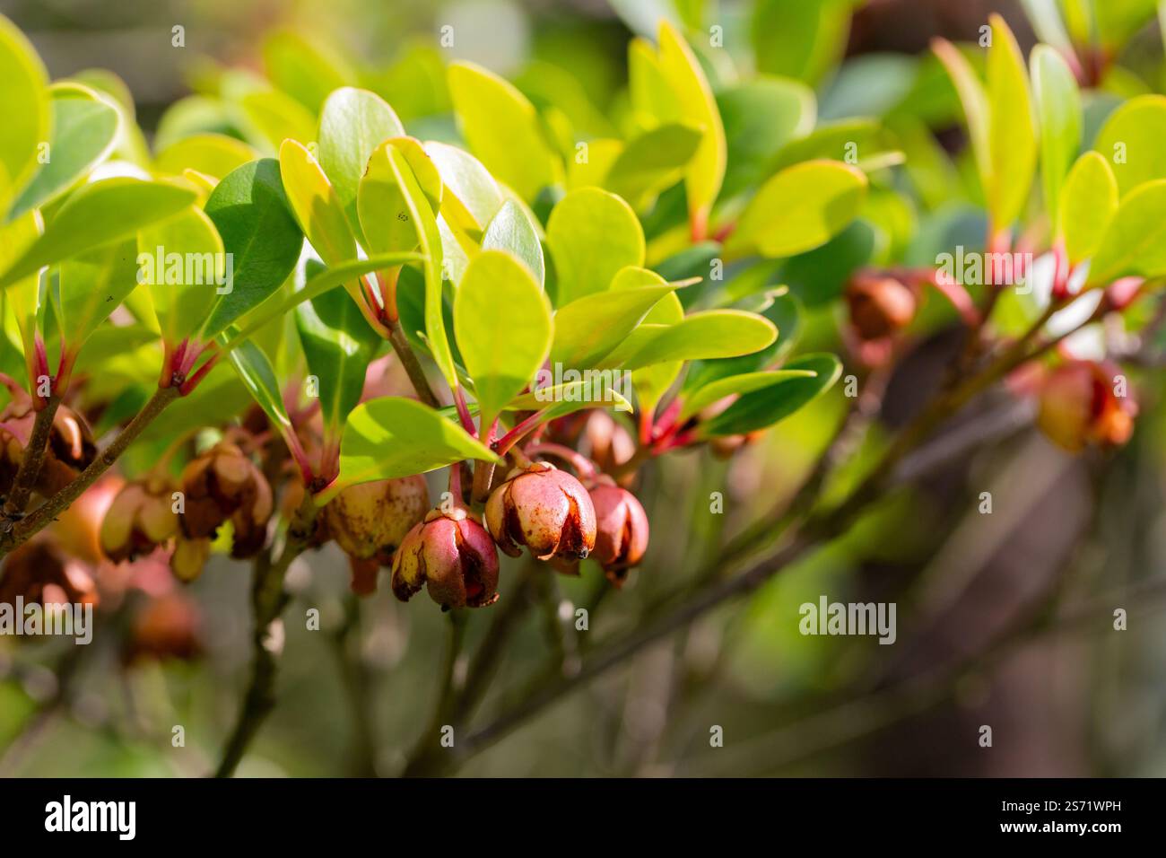 Red Strawberry Guava (Psidium littorale longipes, Psidium cattleianum ...
