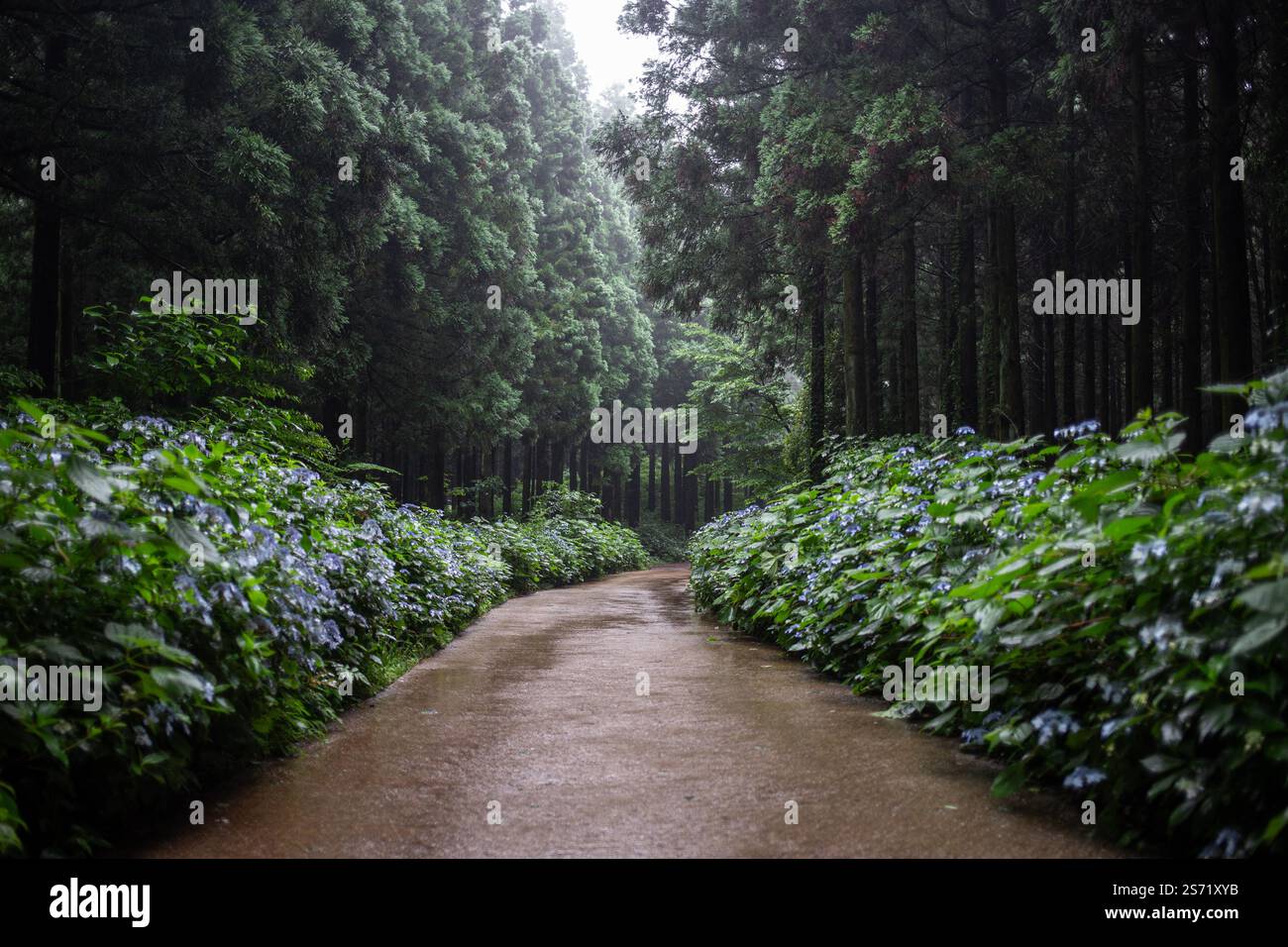 A walk in the woods on a rainy day with cypress, cedar, and hydrangea ...