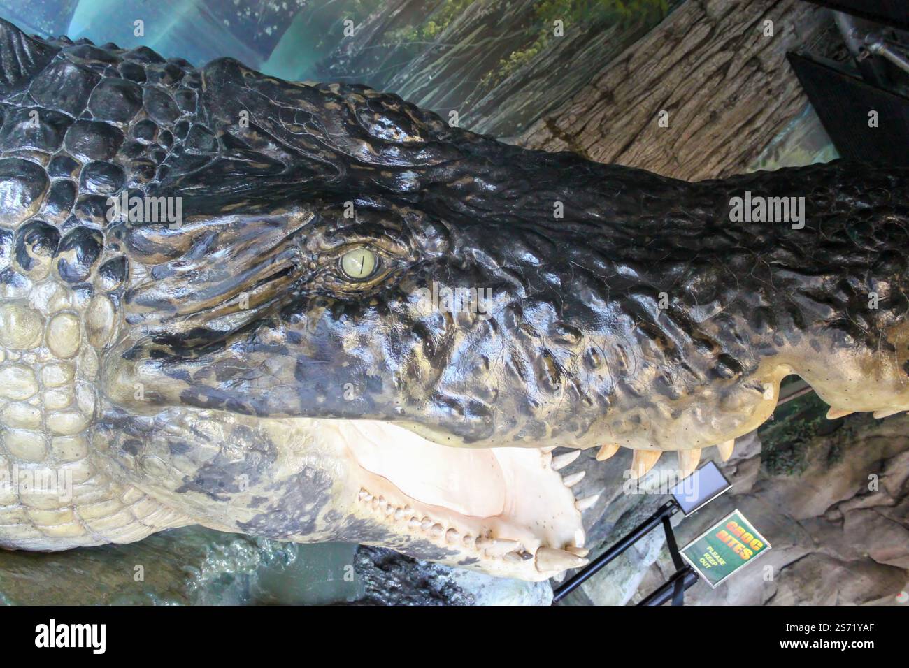 A crocodile's head is on display in a museum. The crocodile's mouth is ...