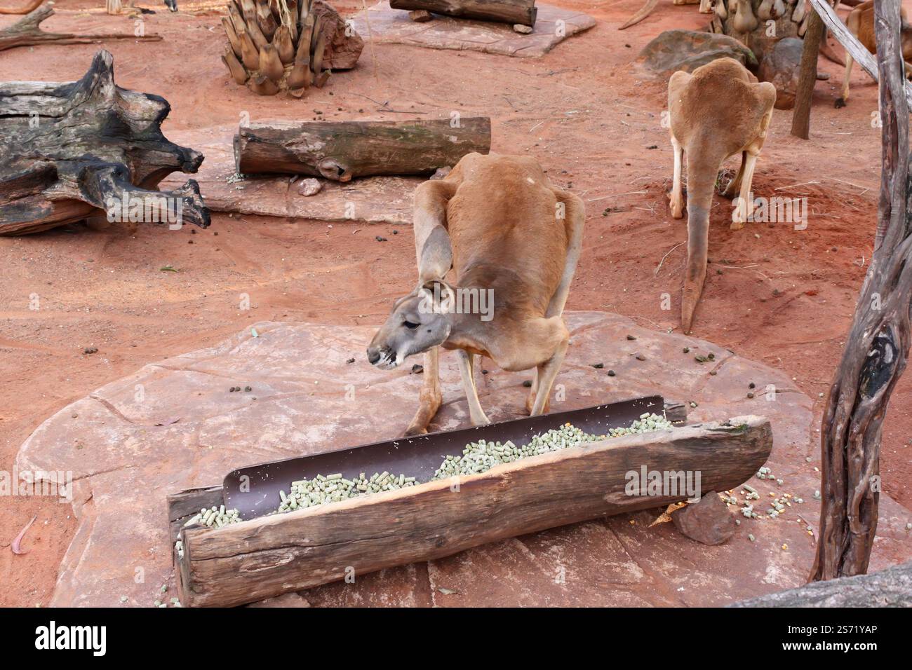 A group of kangaroos are eating out of a trough. The kangaroos are ...