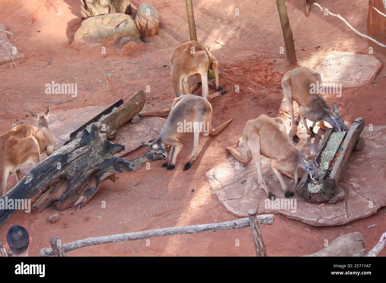 A group of kangaroos are eating from a trough in a zoo enclosure. The ...