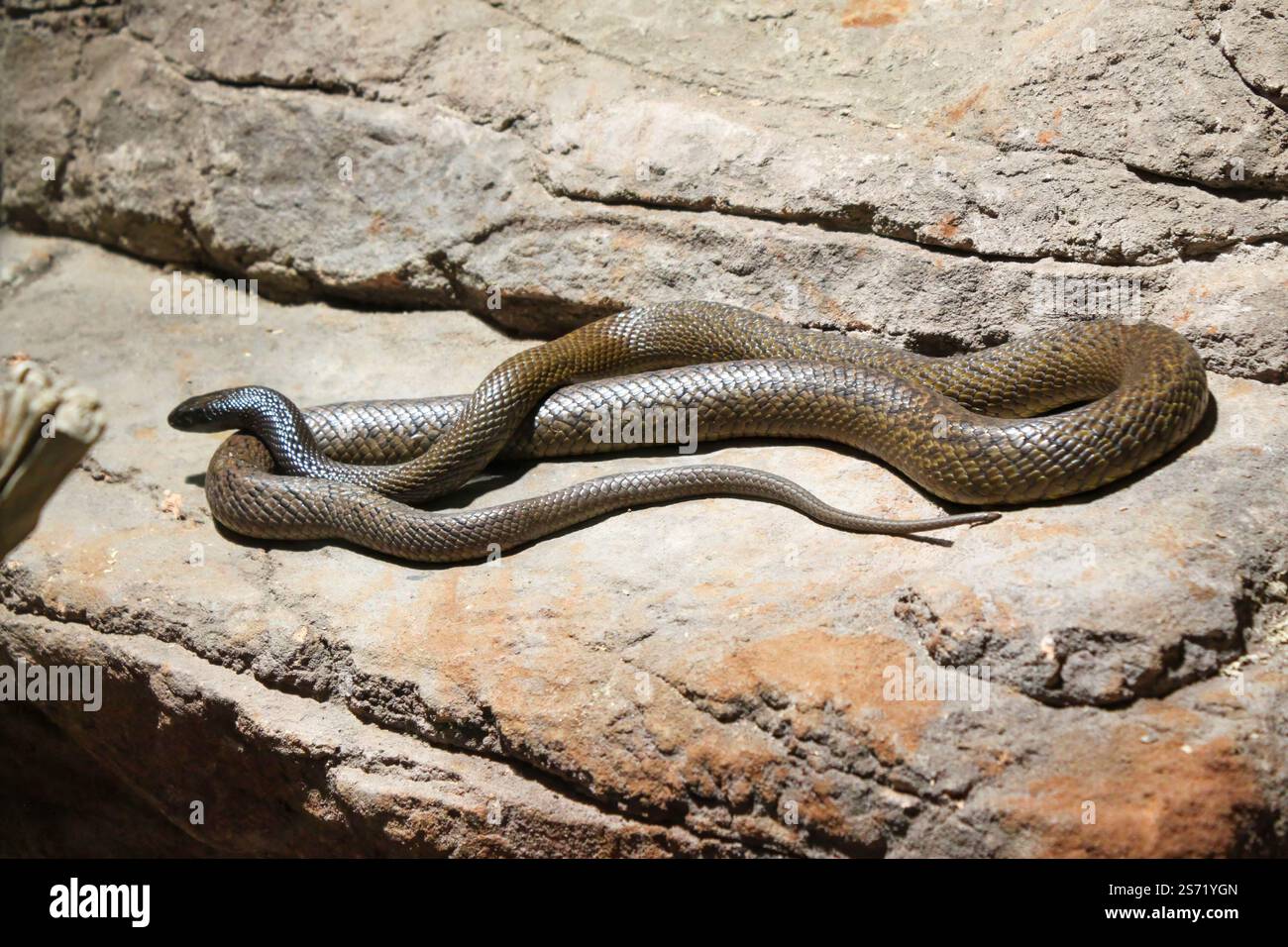 A snake is laying on a rock. The snake is brown and black. The rock is ...