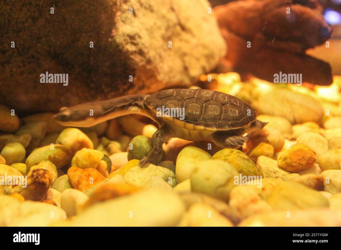 A turtle is laying on a pile of rocks. The turtle is small and brown ...
