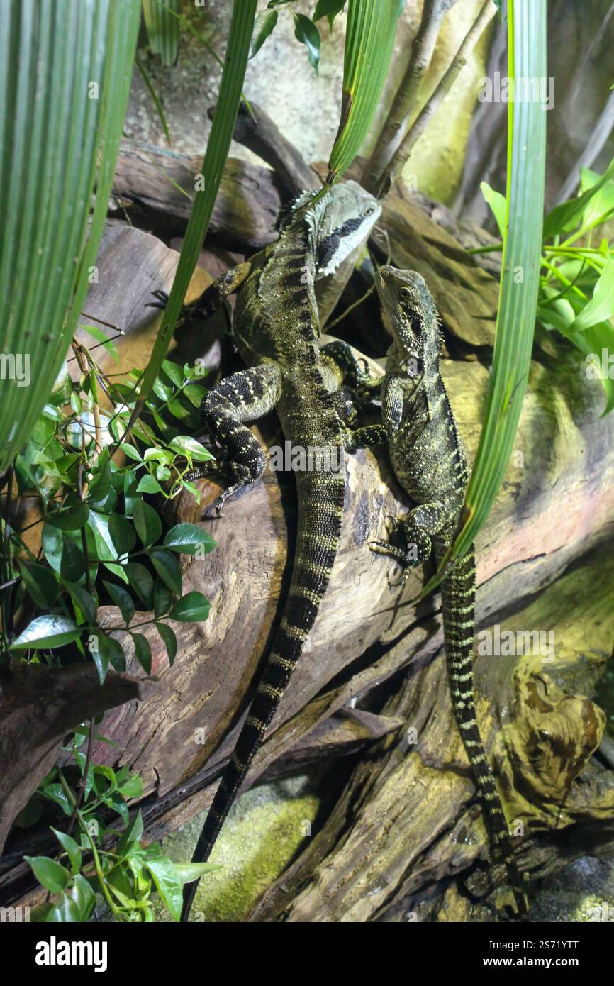 Two lizards are on a log in a jungle. The lizards are small and brown ...