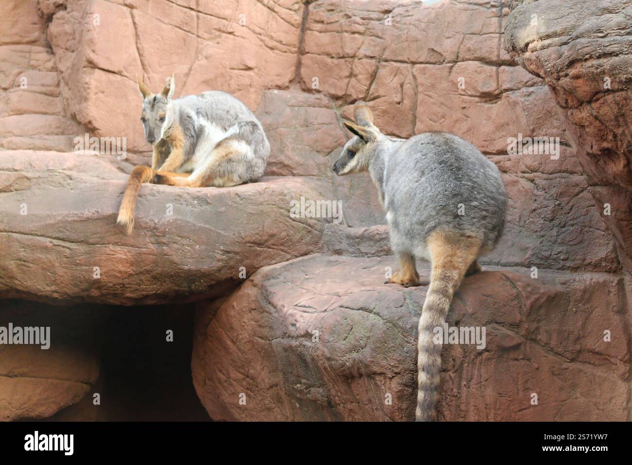 Two kangaroos are sitting on a rock in a zoo enclosure. One of the ...