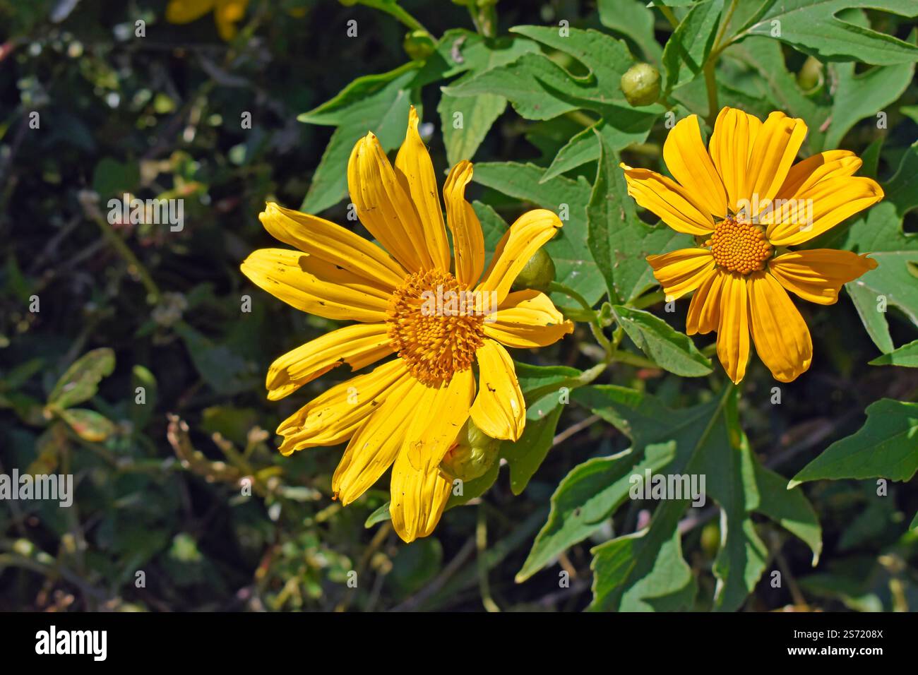 Mexican sunflower or tree marigold (Tithonia diversifolia) on garden ...