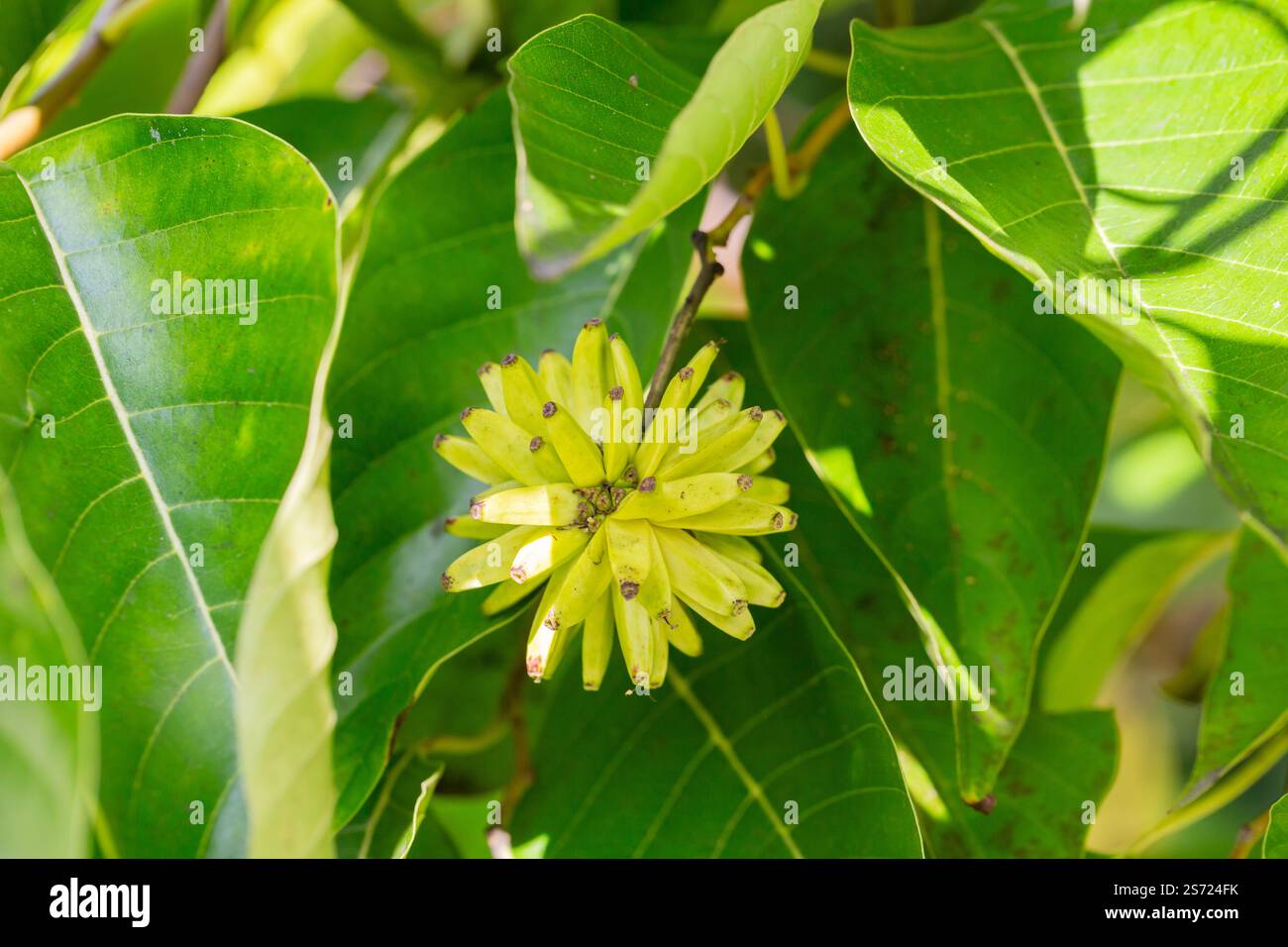 Happy tree (Camptotheca acuminata). Called Cancer tree and Tree of life ...