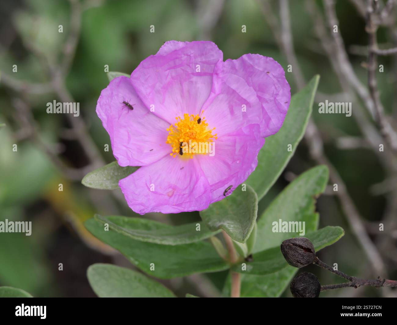 The pink flower of a white rockrose Cistus albidus in the Parque ...