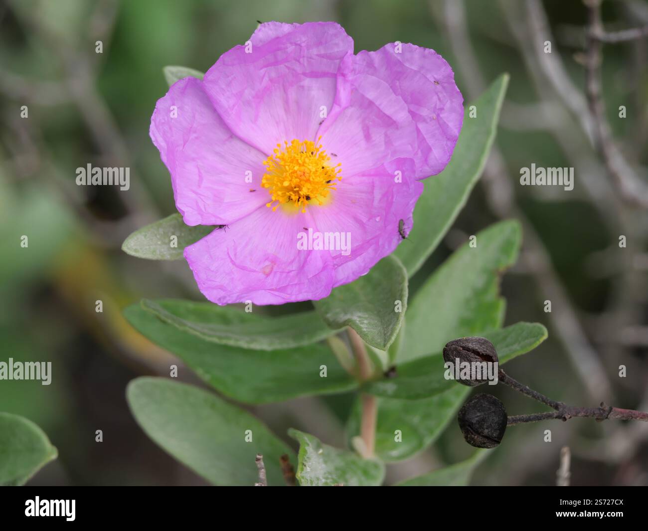 The pink flower of a white rockrose Cistus albidus in the Parque ...