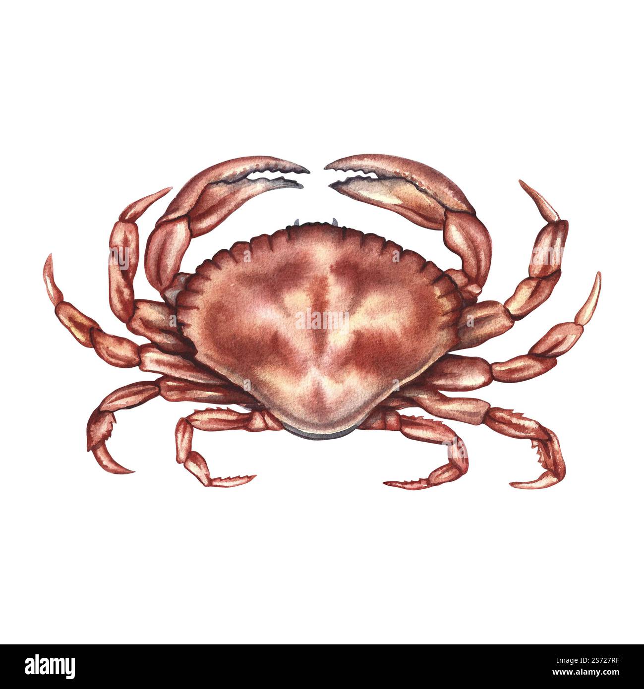 The crab. A hand-drawn watercolor illustration. The seafood image is ...