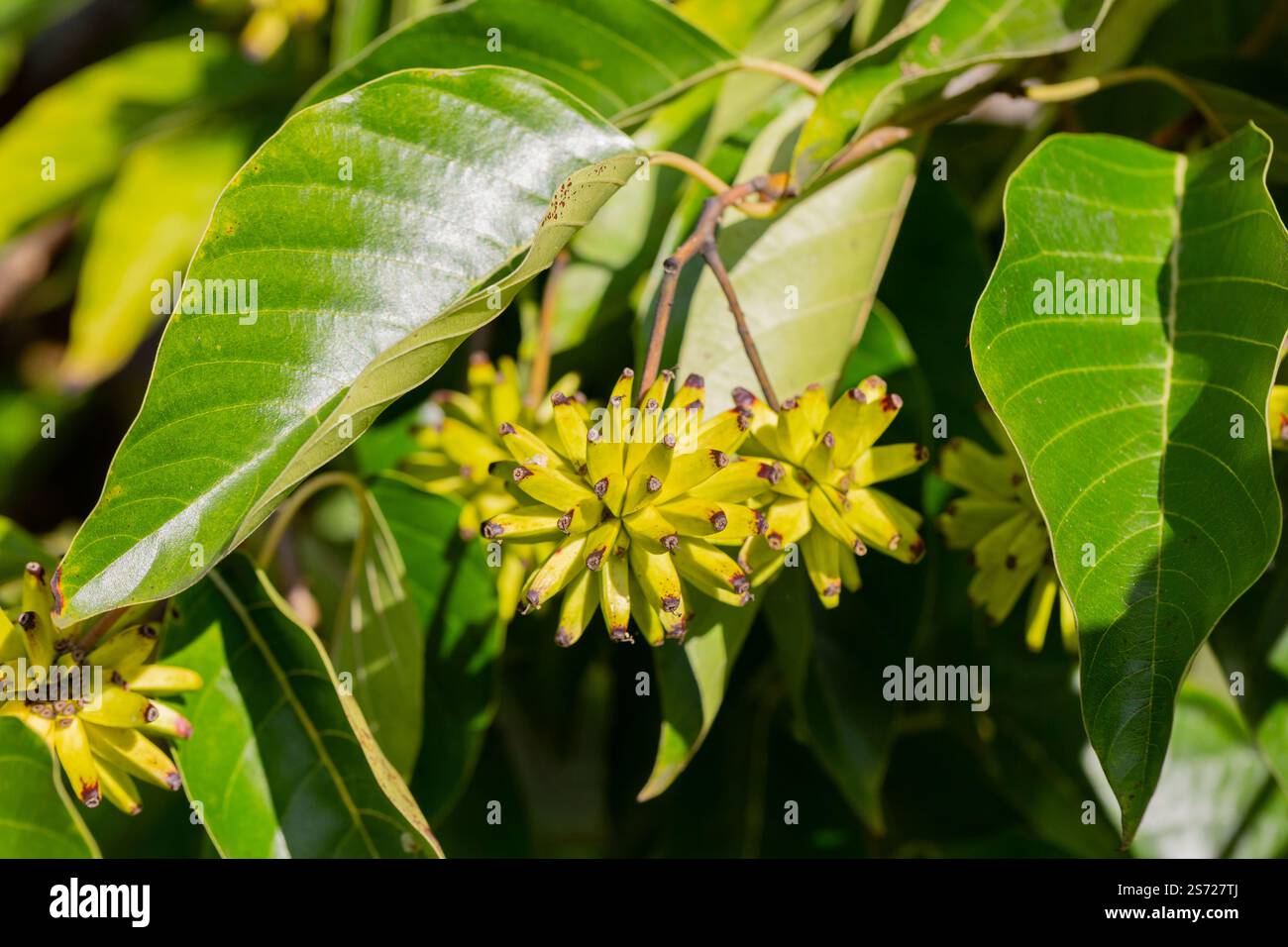 Happy tree (Camptotheca acuminata). Called Cancer tree and Tree of life ...