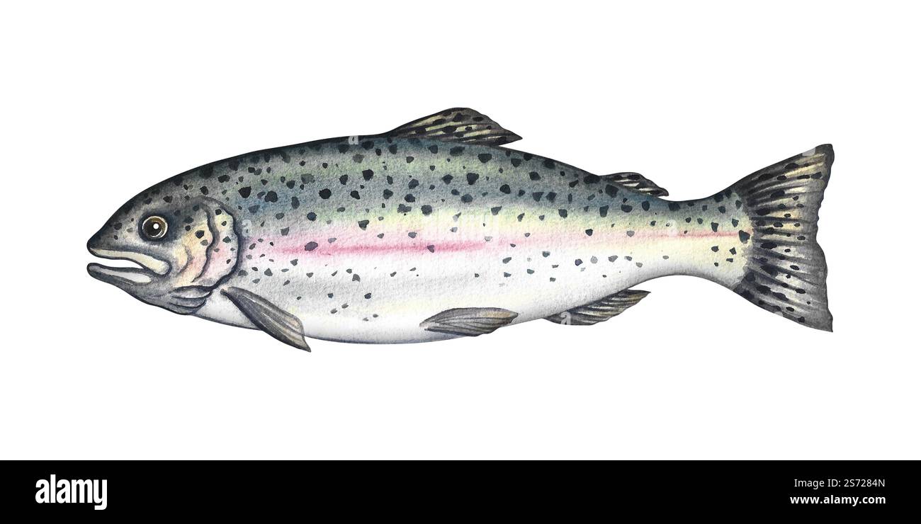 Trout fish. A hand-drawn watercolor illustration. Color image of ...