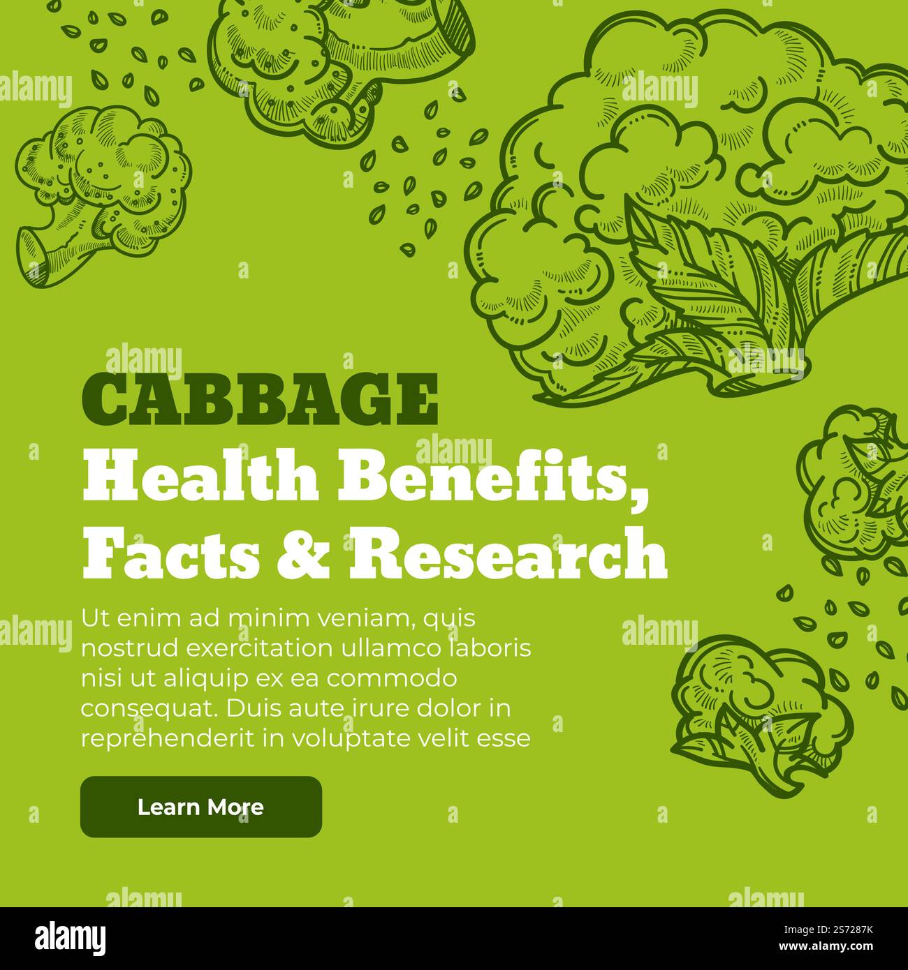 Cabbage health benefits and nutritional value broccoli hi-res stock ...