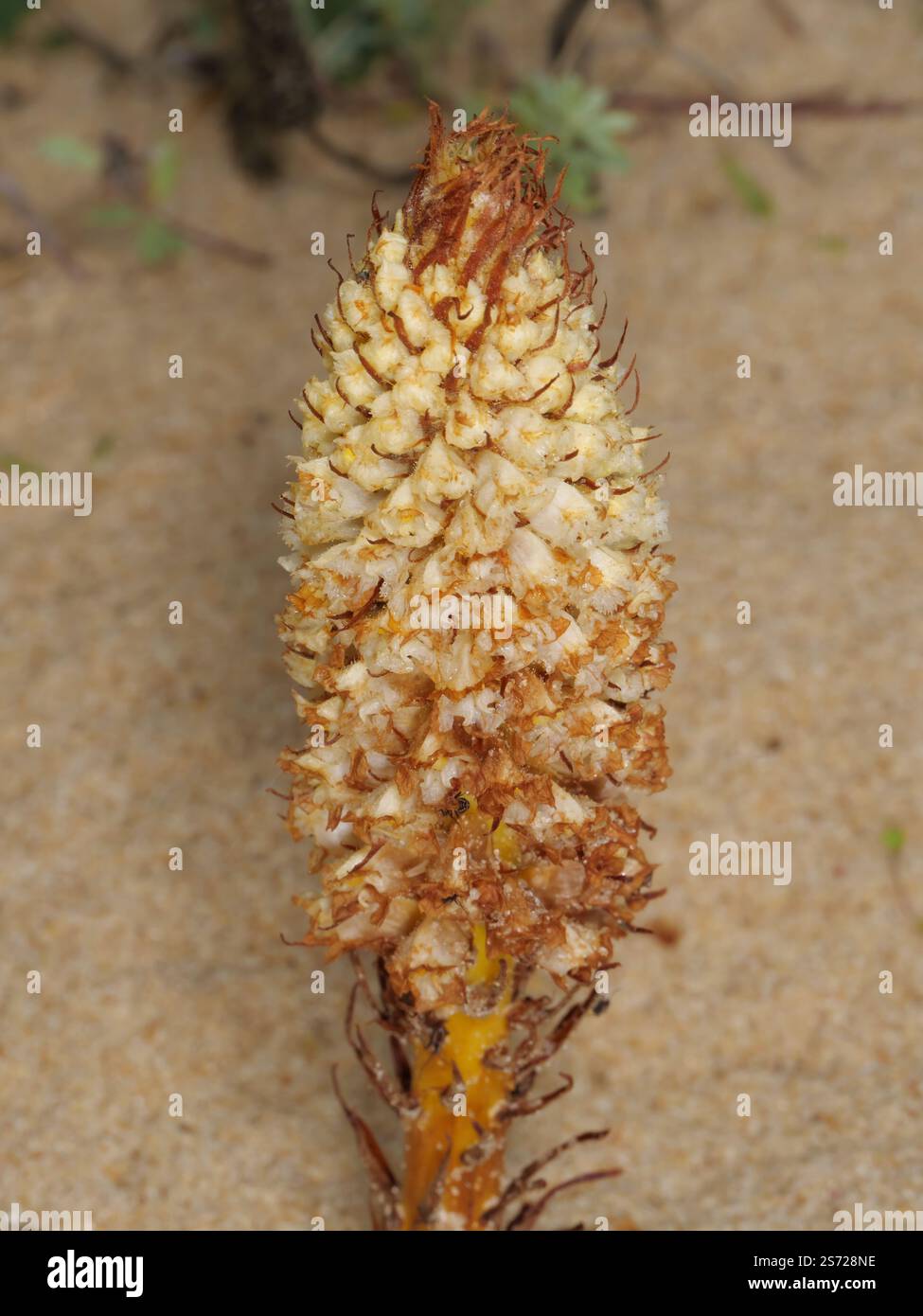 Orobanche densiflora hi-res stock photography and images - Alamy
