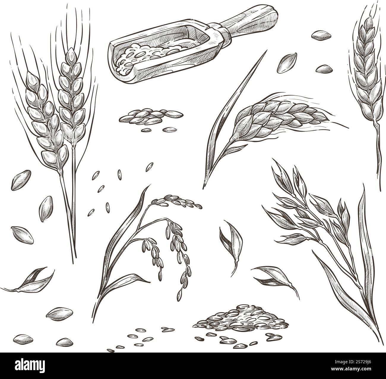 Agriculture and growing crops, oats or wheat spikelets, grain and ...