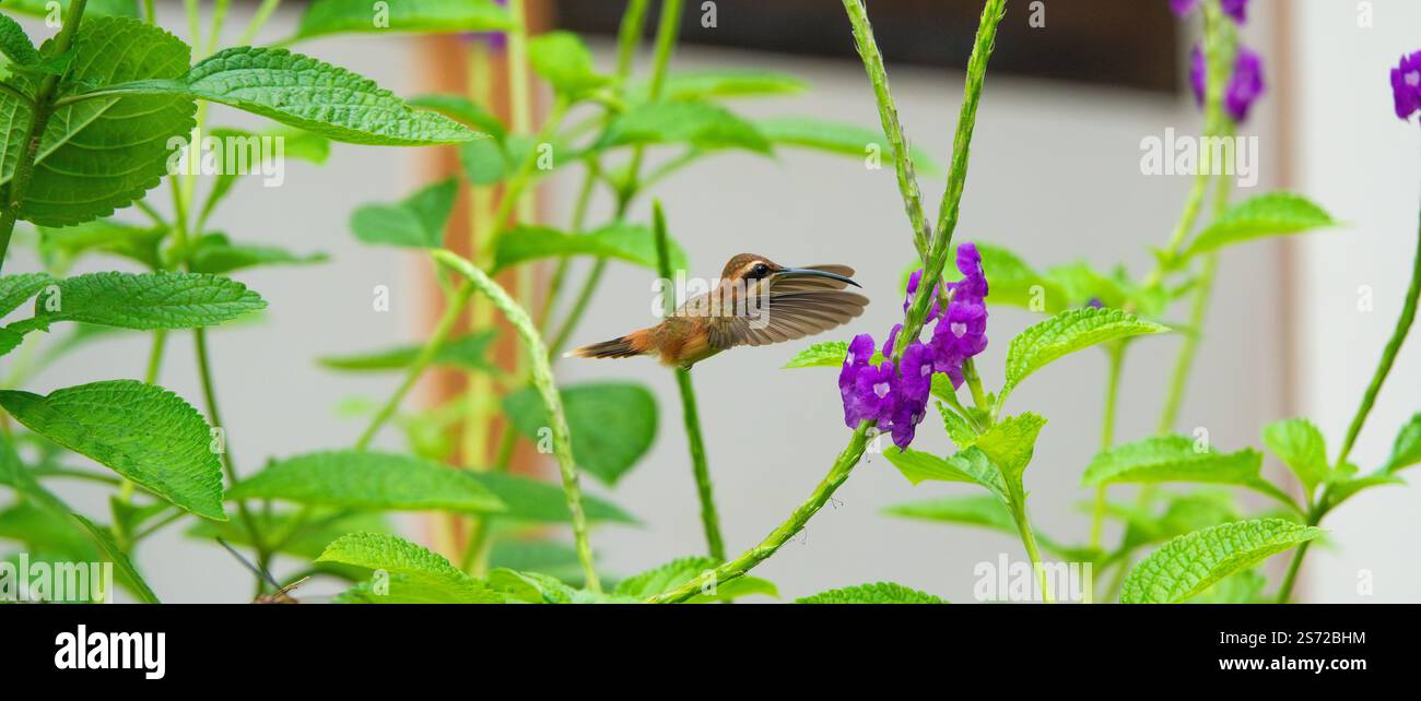 Hummingbird in flight beside a purple flower in Costa Rica Stock Photo ...