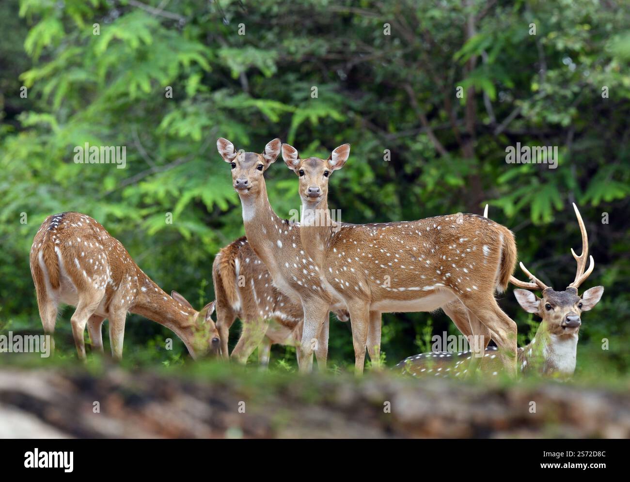 Trincomalee, Sri Lanka. 18th Jan, 2025. A herd of deer are pictured in ...