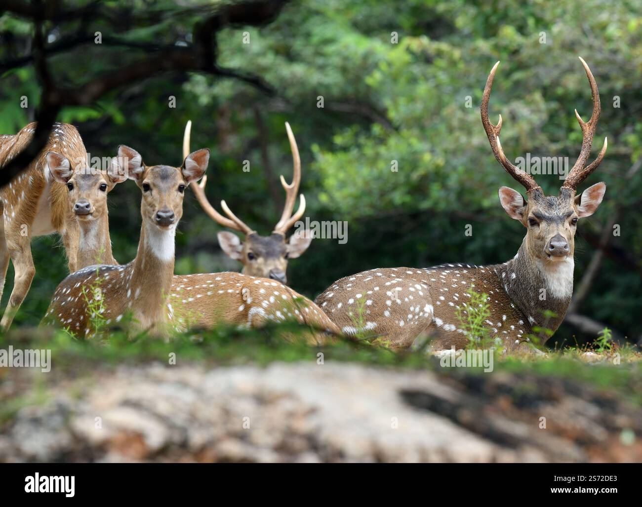 Trincomalee, Sri Lanka. 18th Jan, 2025. A herd of deer are pictured in ...