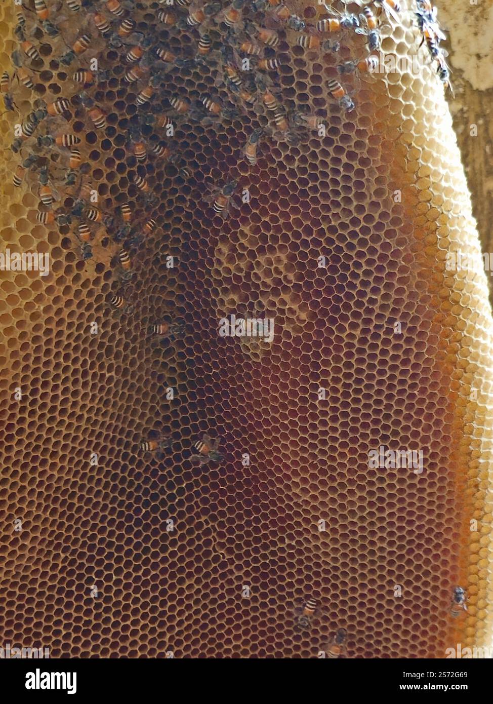 small wild honey bees nest colony, Bees are winged insects closely ...