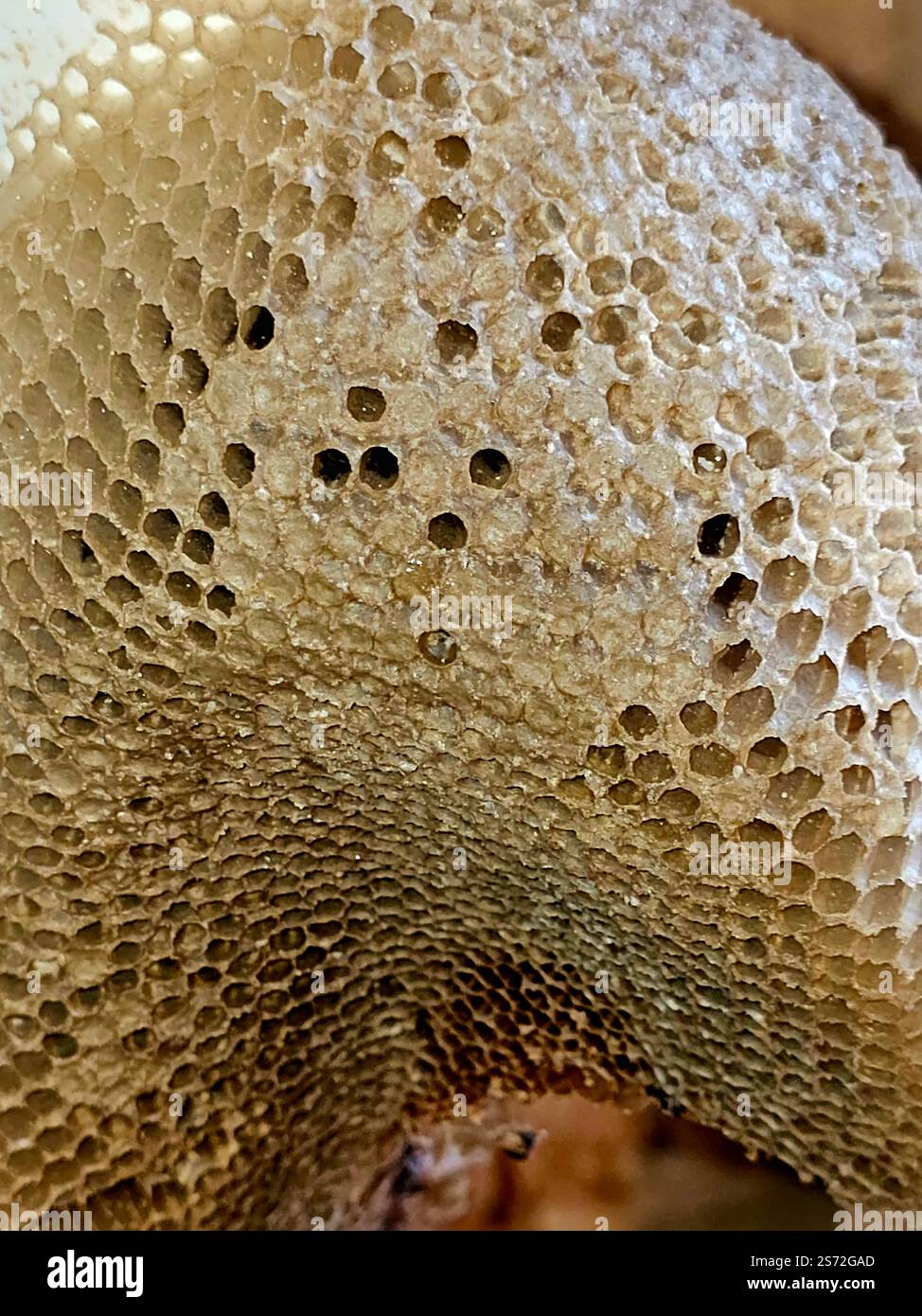 honeycomb, a mass of hexagonal prismatic cells built from beeswax by ...