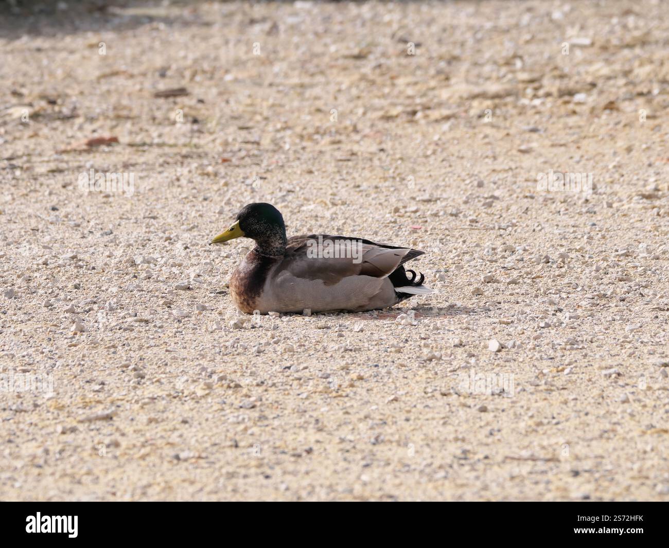 Parque natural bahia cadiz hi-res stock photography and images - Alamy