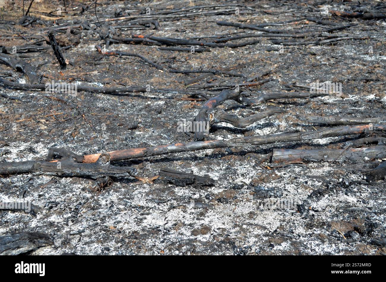 Scorched and devastated land after a fire, ashes and charred branches ...