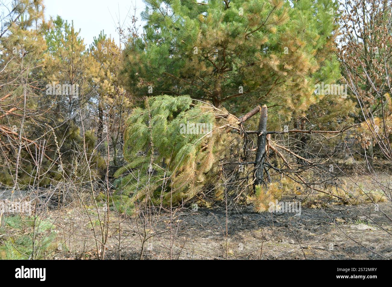 Pine tree broken in half and partially burnt. The consequences of ...