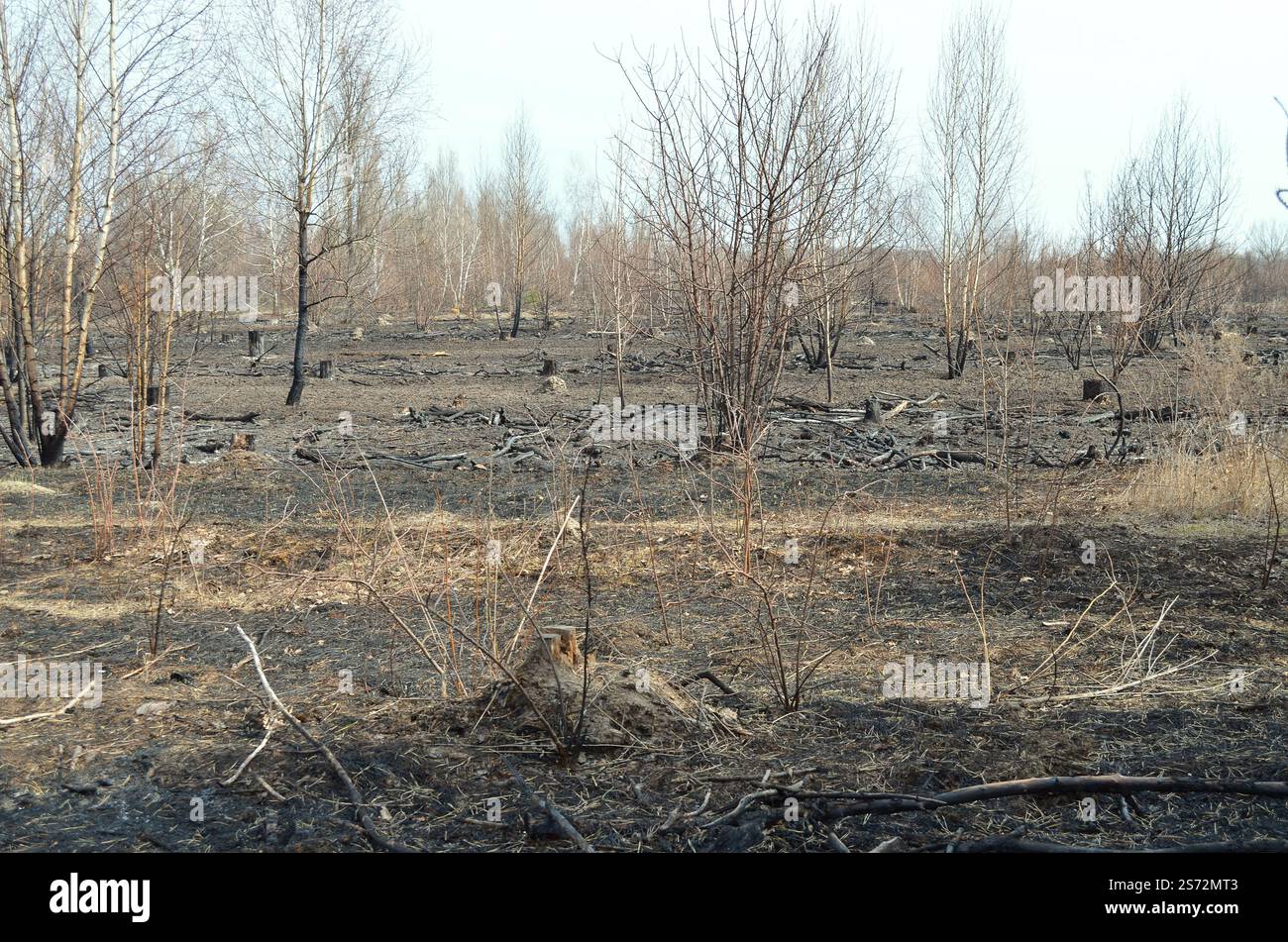 Damage to the environment caused by forest fires. Destructive ...