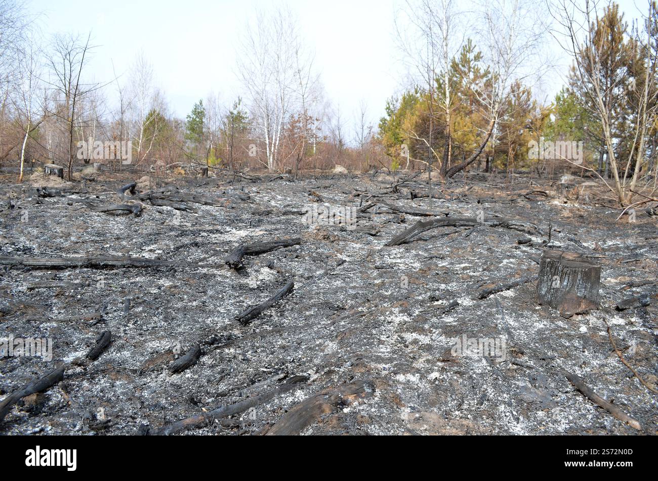 Scorched and devastated land after a fire, ashes and charred branches ...