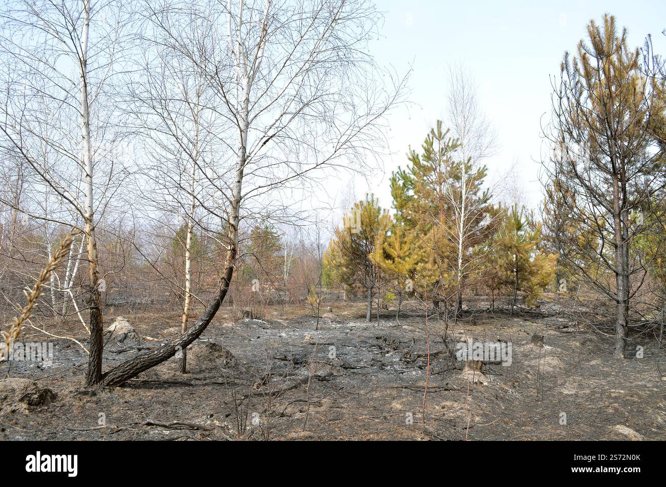 Destructive consequences of burning dry grass. Damage to the ...