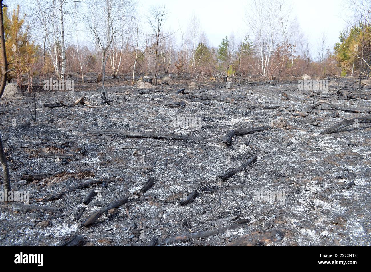 Scorched earth after a fire. Consequences of burning dry grass Stock ...