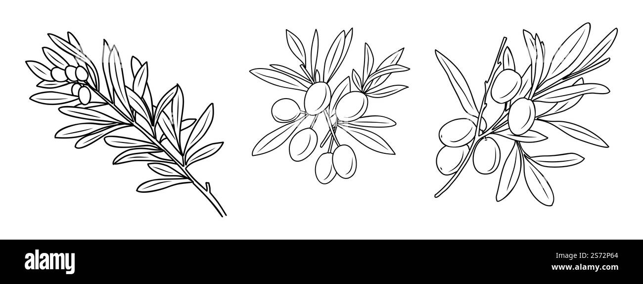 Hand drawn olives branches Cut Out Stock Images & Pictures - Alamy