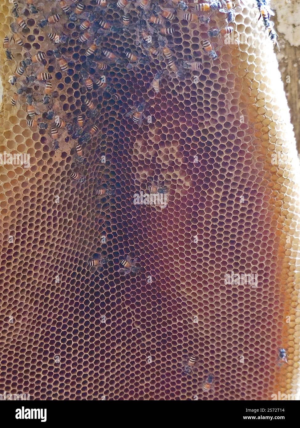 small wild honey bees nest colony, Bees are winged insects closely ...