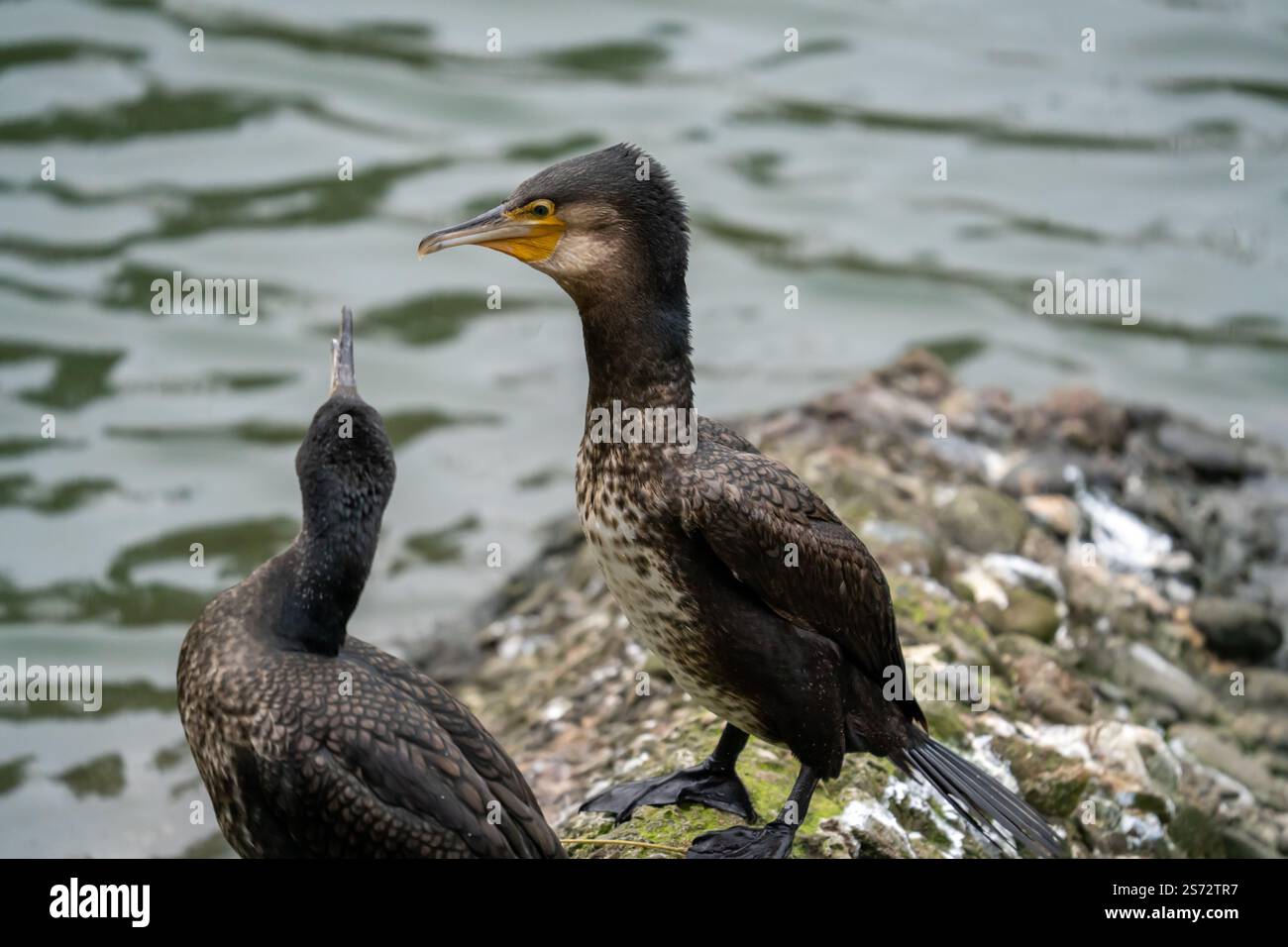Kormoran on River Stock Photo - Alamy