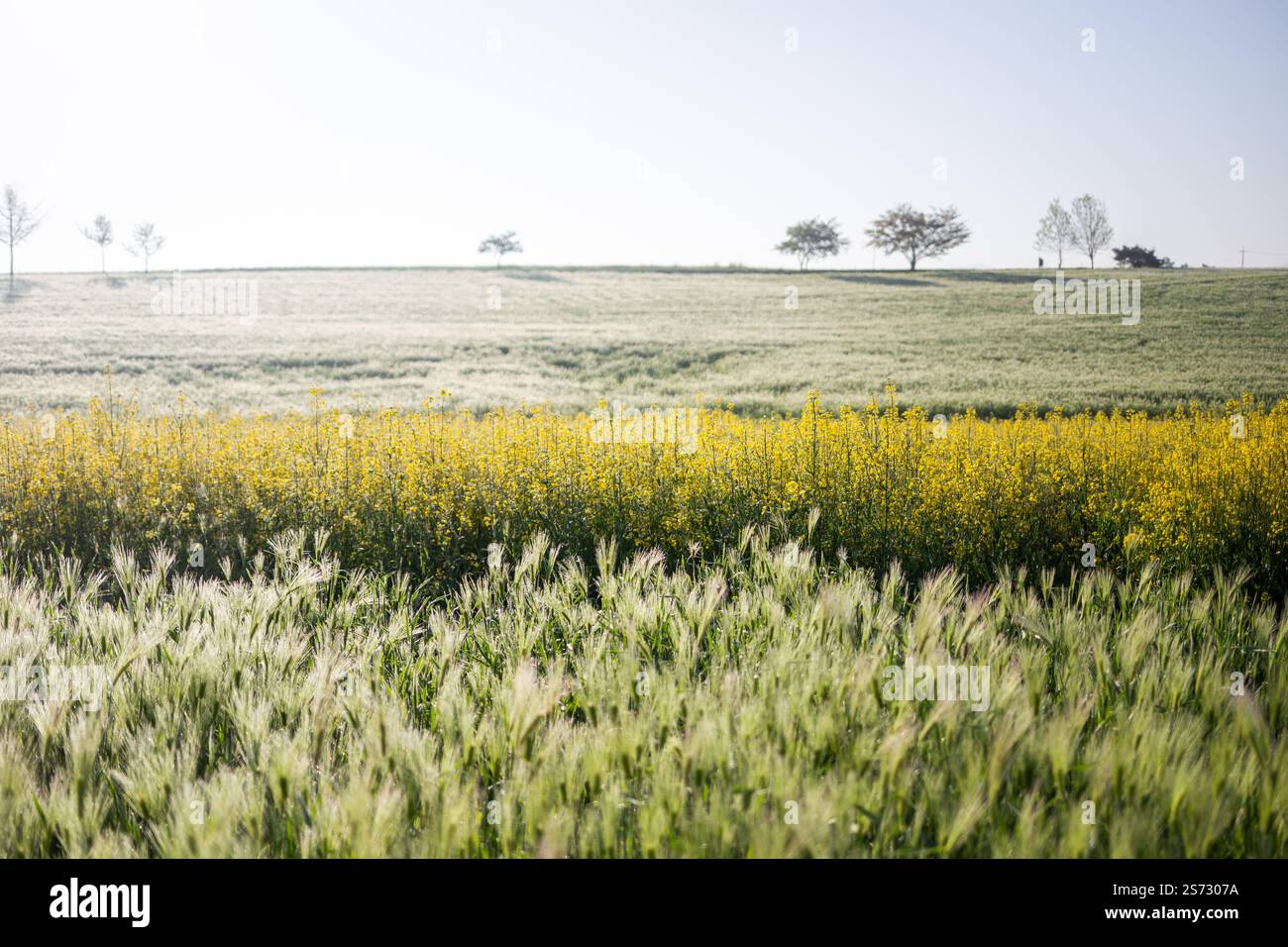 The scenery of a farm with a canola flower field and a green barley ...